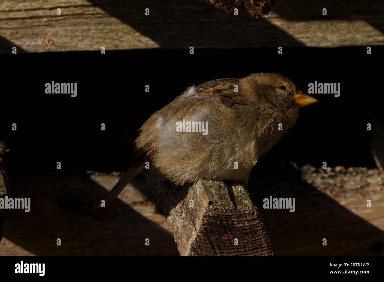 Gorgeous Passer domesticus Family Passeridae Genus Passer House sparrow ...