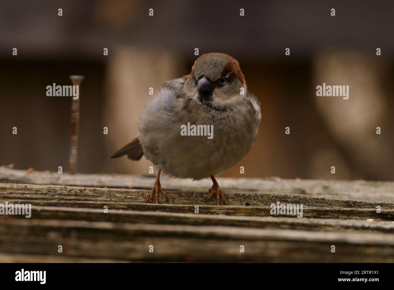 Gorgeous Passer domesticus Family Passeridae Genus Passer House sparrow ...