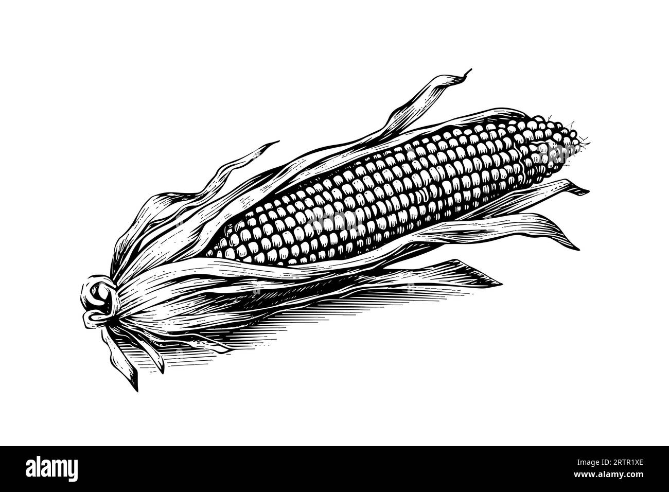 Corn hand drawing sketch vintage engraving vector illustration Stock ...