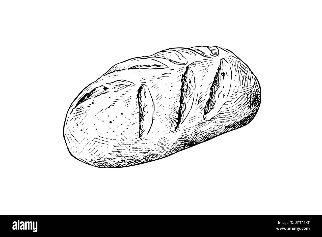 Loaf of bread. Vector hand drawn vintage engraving style vector ...