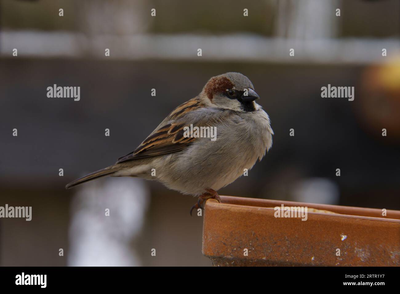 Gorgeous Passer domesticus Family Passeridae Genus Passer House sparrow ...