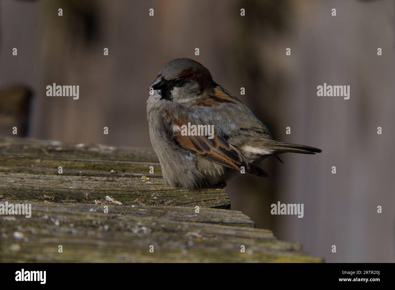 Gorgeous Passer domesticus Family Passeridae Genus Passer House sparrow ...