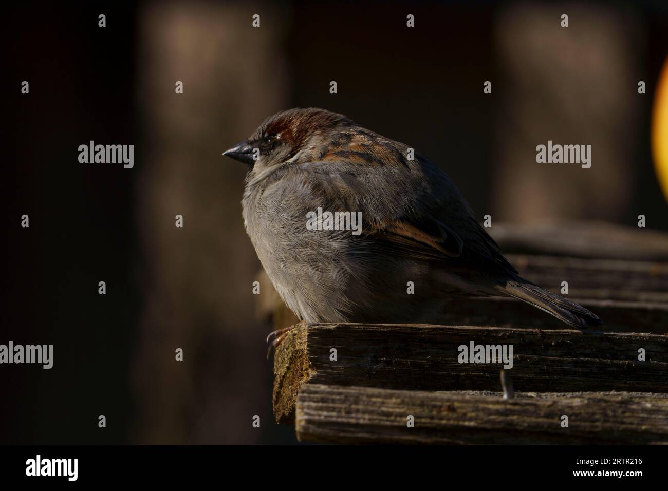 Gorgeous Passer domesticus Family Passeridae Genus Passer House sparrow ...