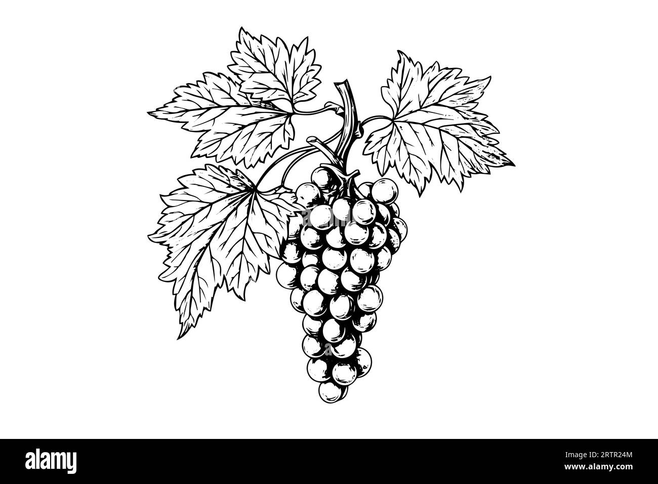 Hand drawn ink sketch of grape on the branch. Engraving style vector ...