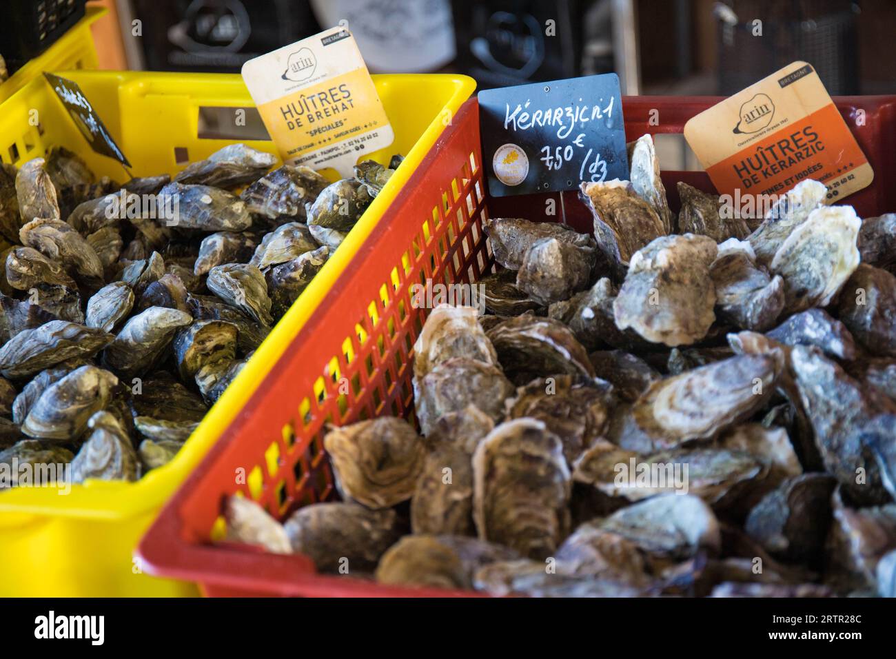 Oysters for sale on market stall, in yellow and red boxes. This seafood ...