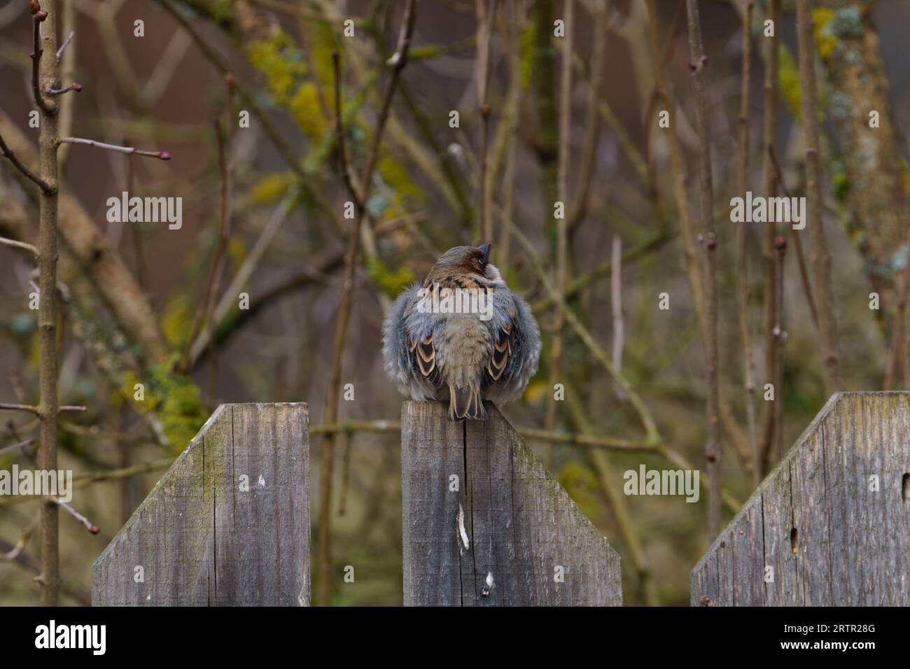 Gorgeous Passer domesticus Family Passeridae Genus Passer House sparrow ...