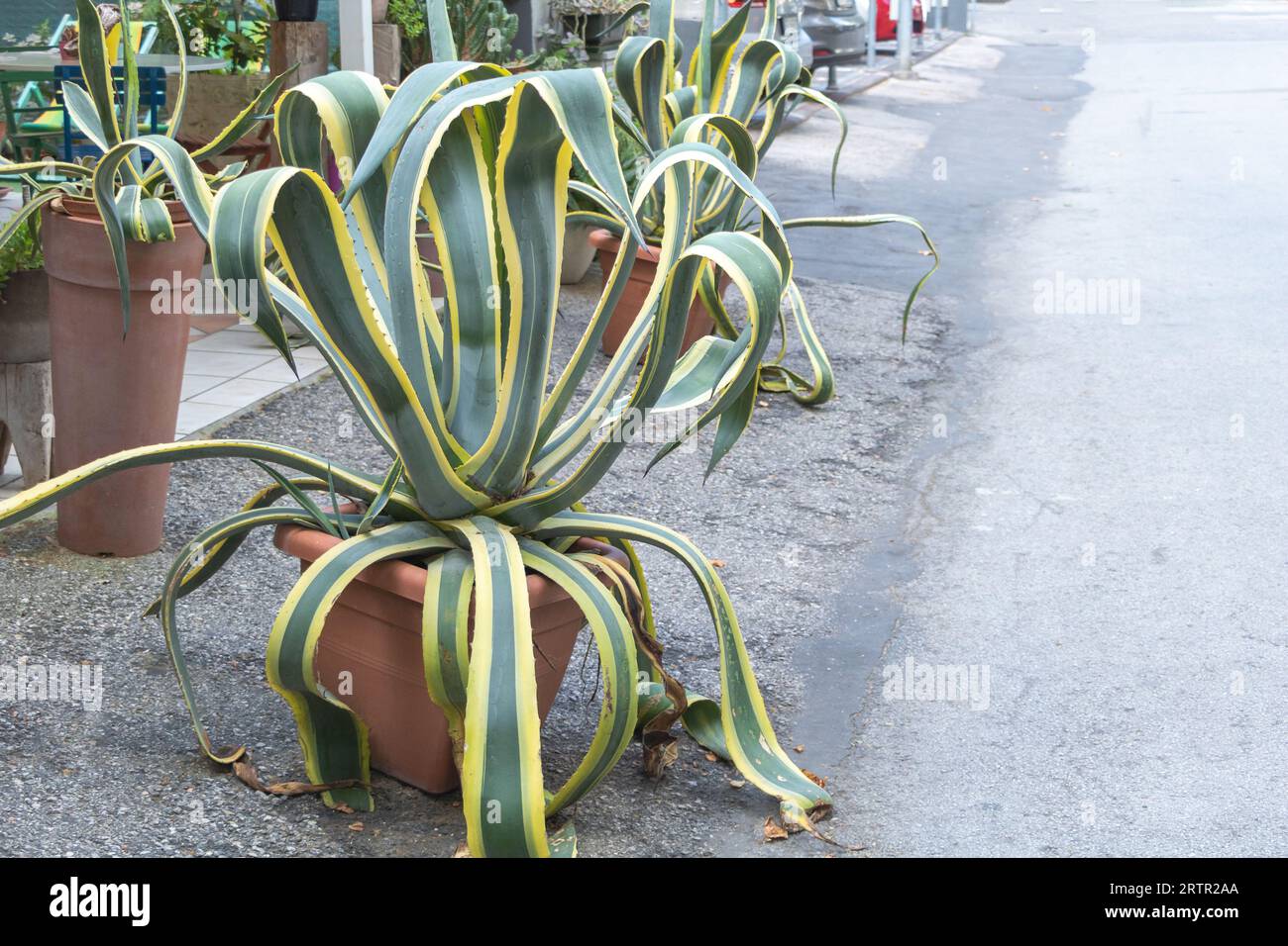 Agve hi-res stock photography and images - Alamy