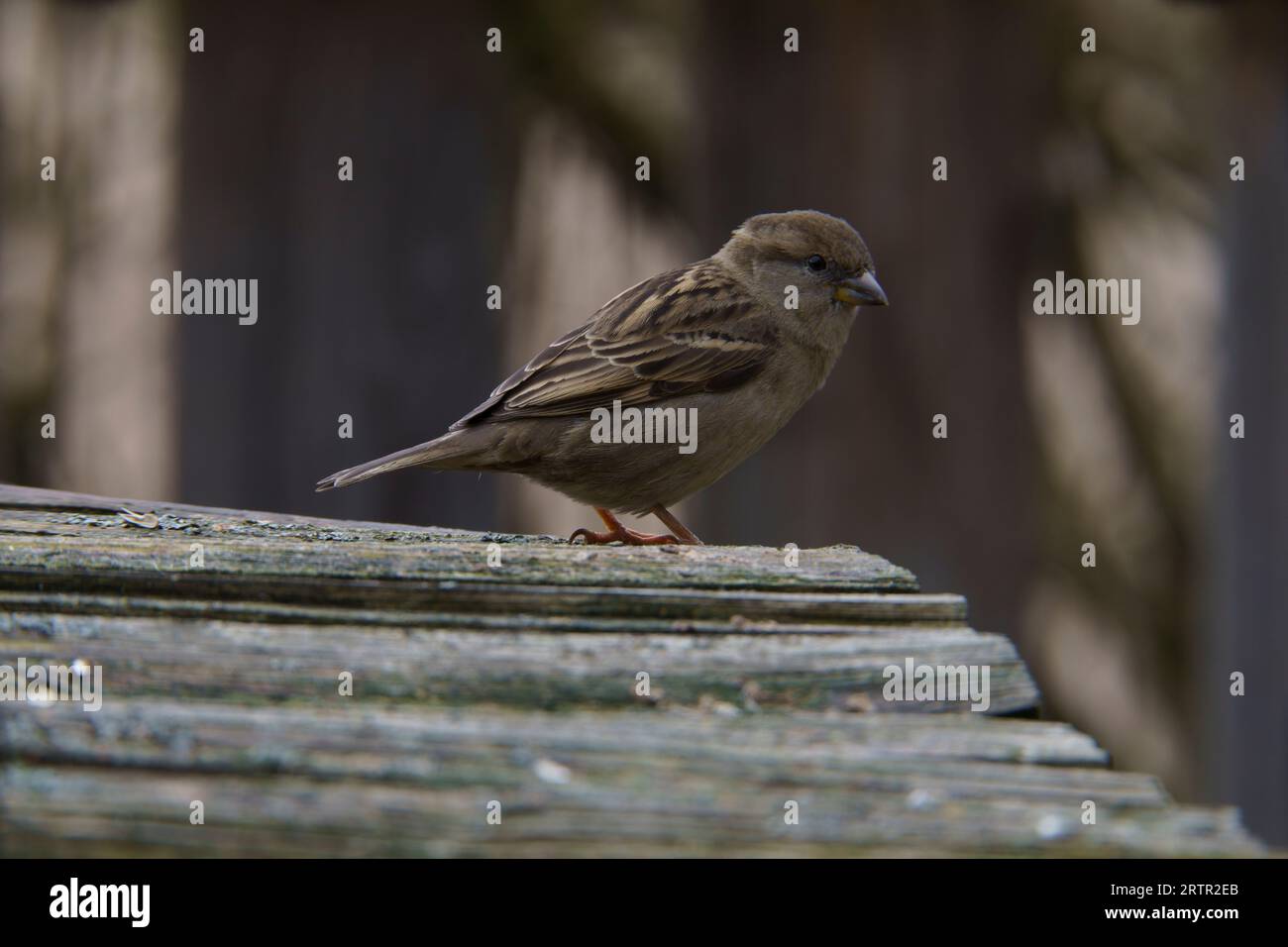 Gorgeous Passer domesticus Family Passeridae Genus Passer House sparrow ...