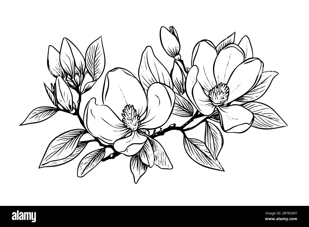 Hand drawn magnolia flower ink sketch. Engraving style vector ...