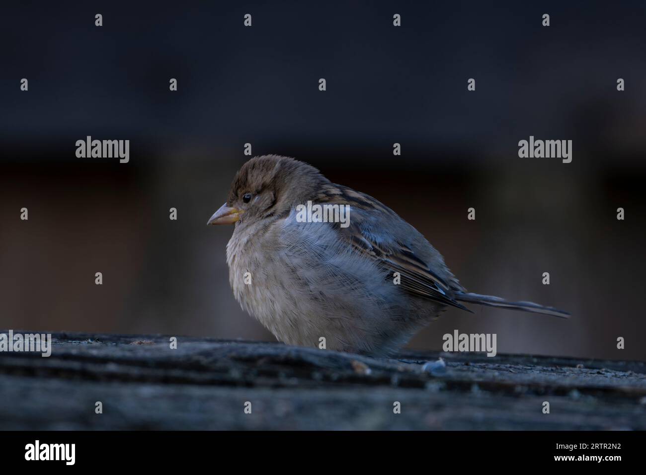 Gorgeous Passer domesticus Family Passeridae Genus Passer House sparrow ...