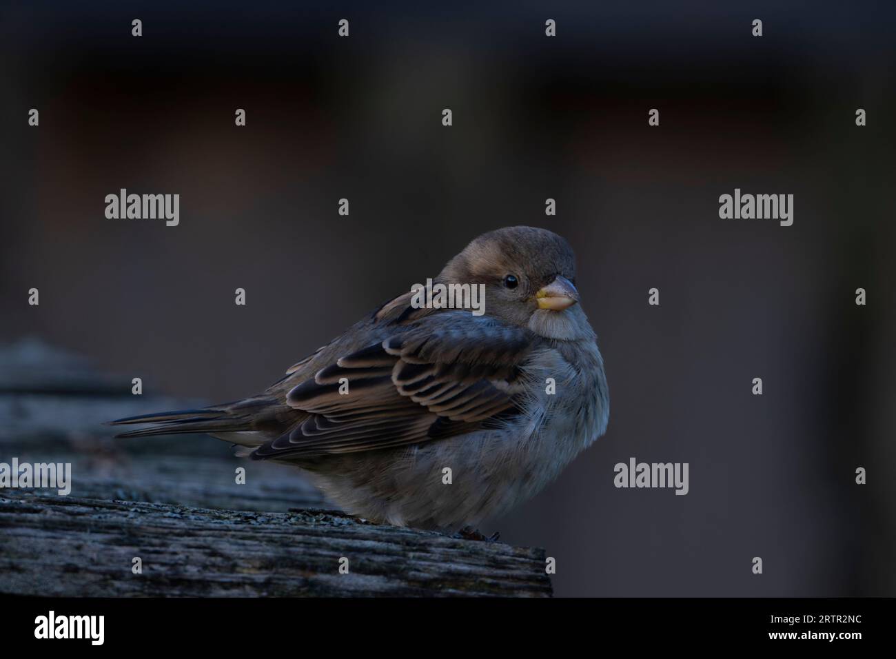 Gorgeous young Passer domesticus Family Passeridae Genus Passer House ...
