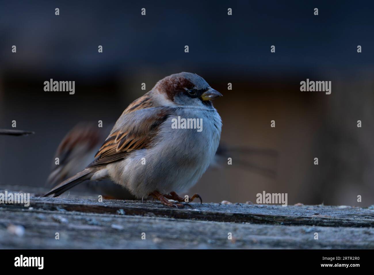 Gorgeous old Passer domesticus Family Passeridae Genus Passer House ...