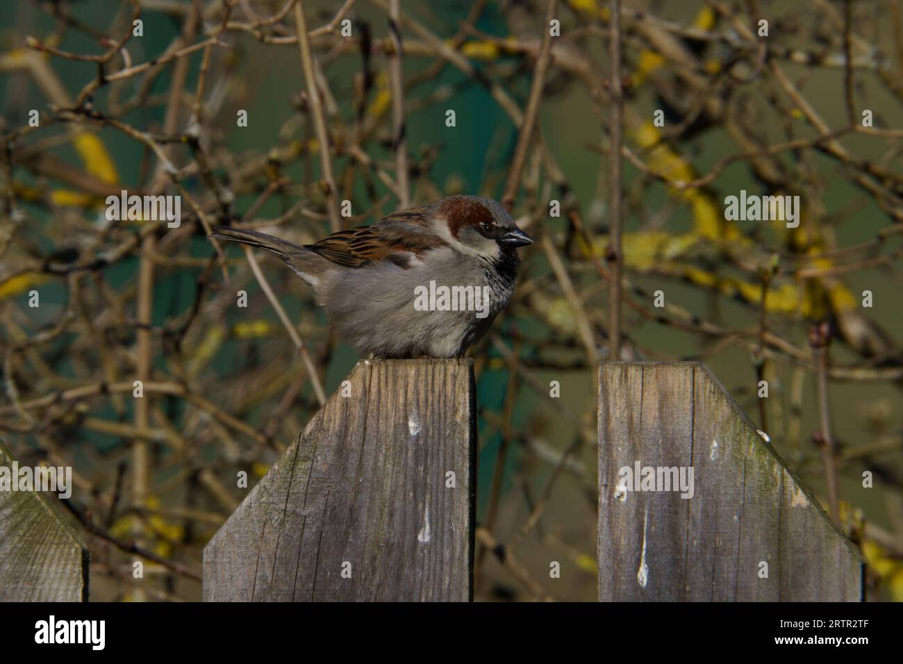 Gorgeous Passer domesticus Family Passeridae Genus Passer House sparrow ...