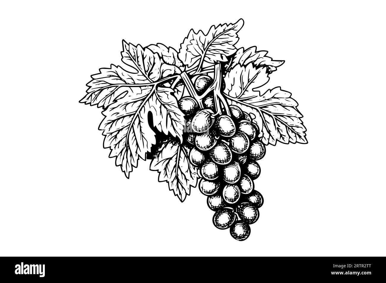 Hand drawn ink sketch of grape on the branch. Engraving style vector ...