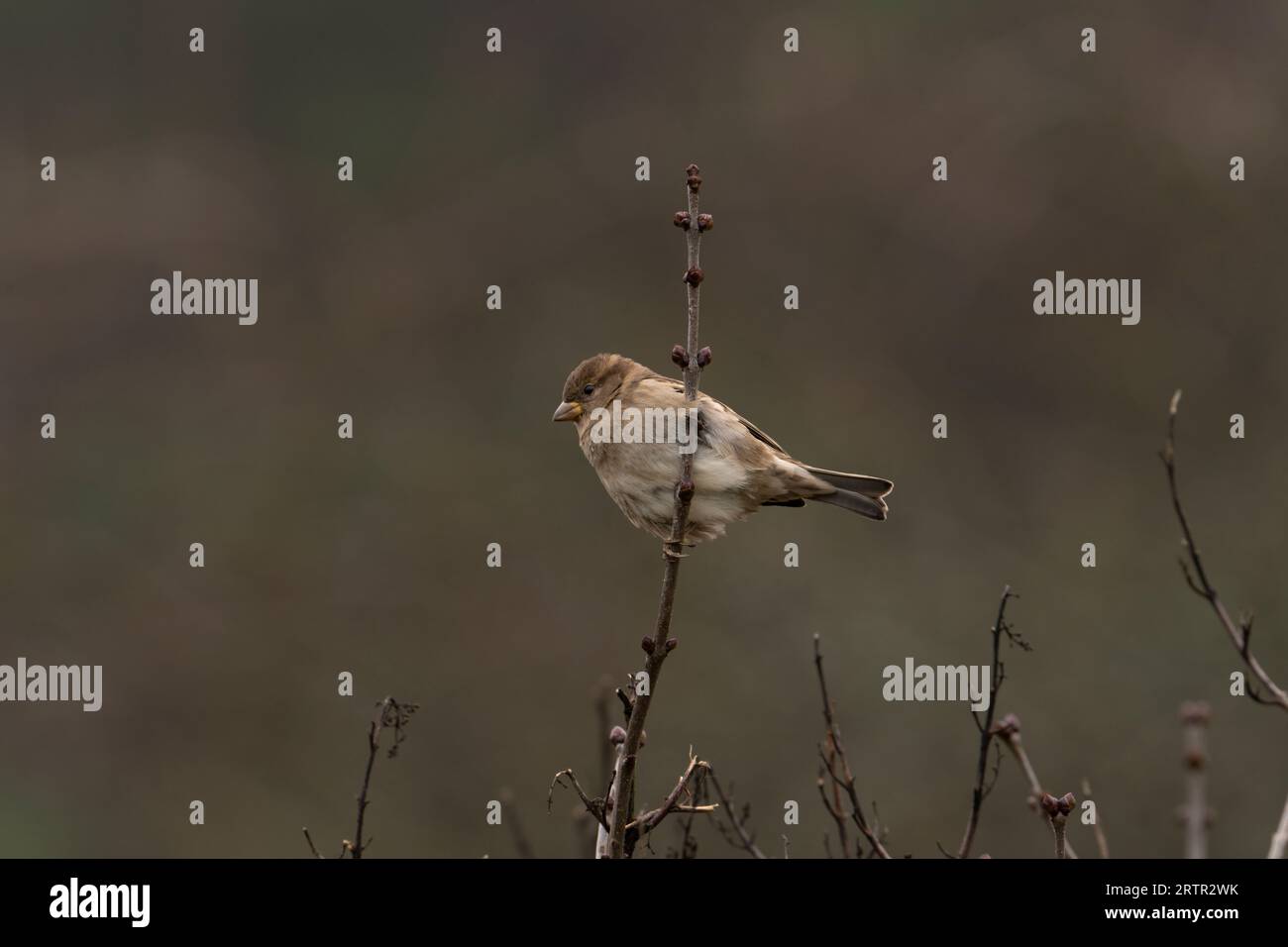 Gorgeous Passer domesticus Family Passeridae Genus Passer House sparrow ...