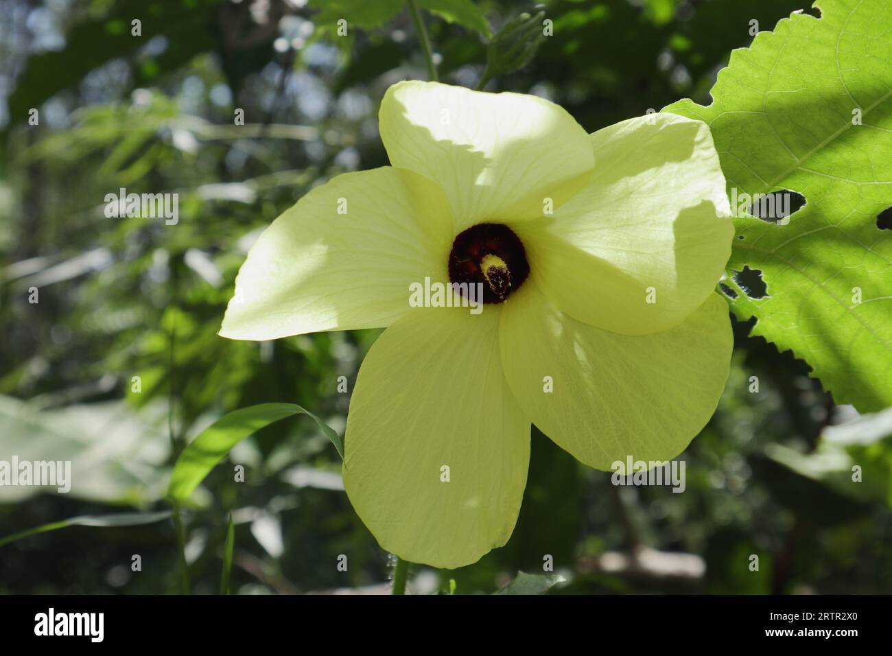 View of the pollen of a large yellow color Ornamental Okra (Abelmoschus ...