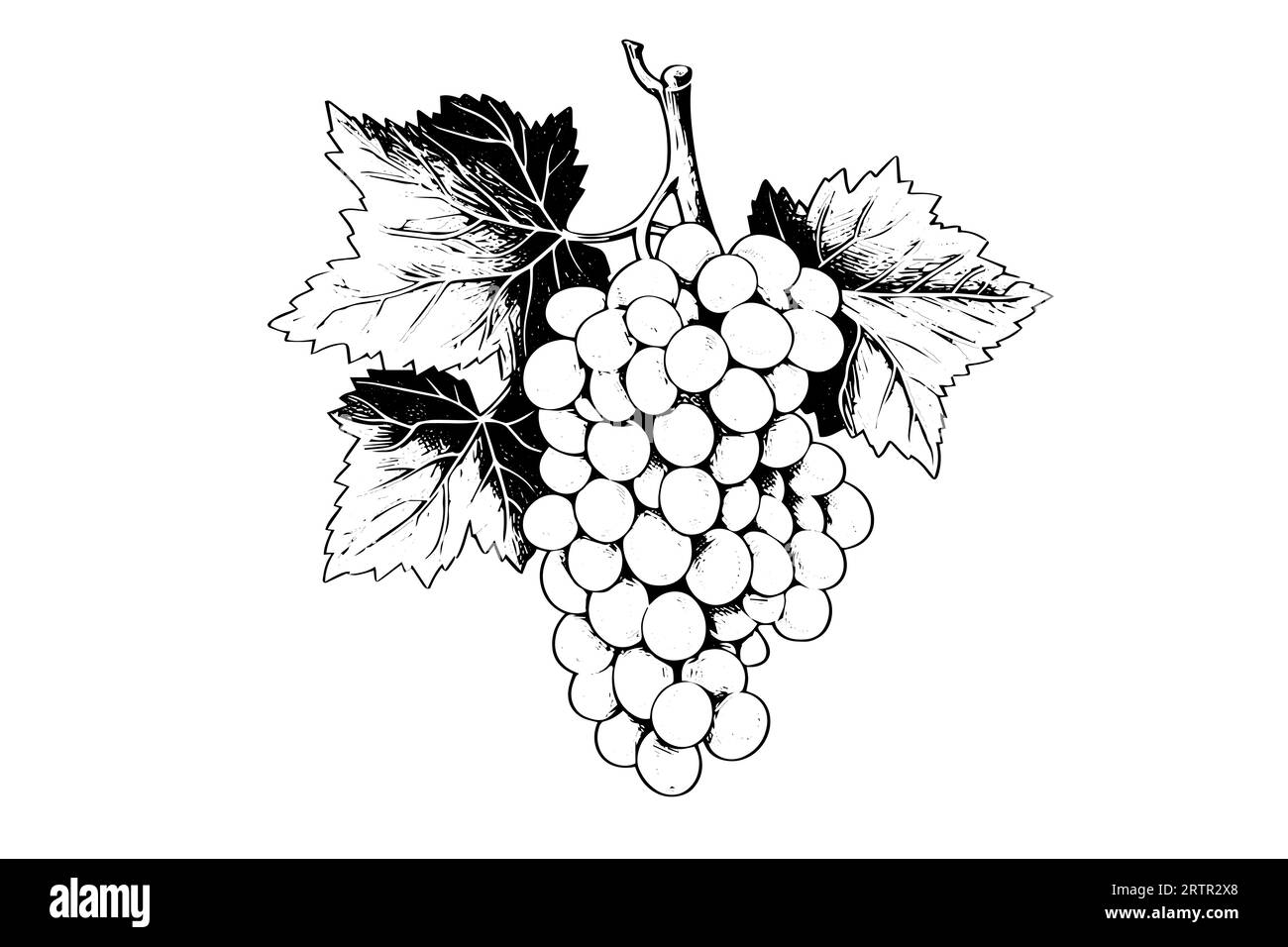 Hand drawn ink sketch of grape on the branch. Engraving style vector ...