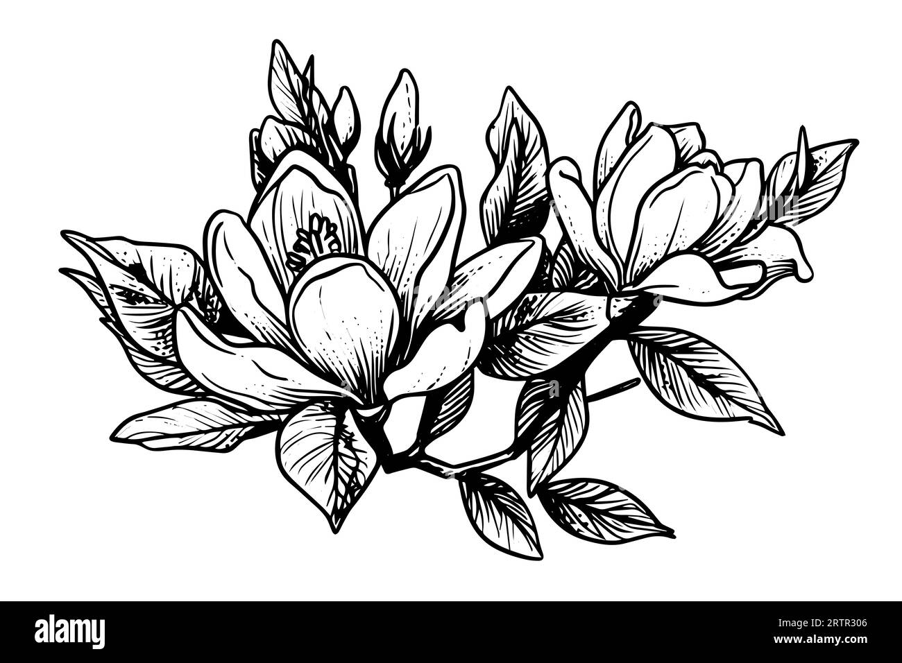 Hand drawn magnolia flower ink sketch. Engraving style vector ...