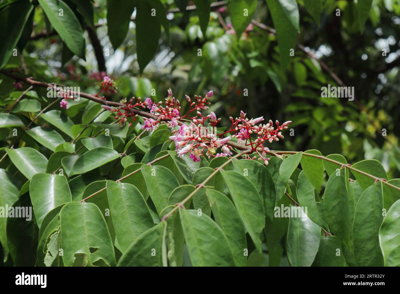 View of a Star fruit tree twig (Averrhoa Carambola) with the clusters ...