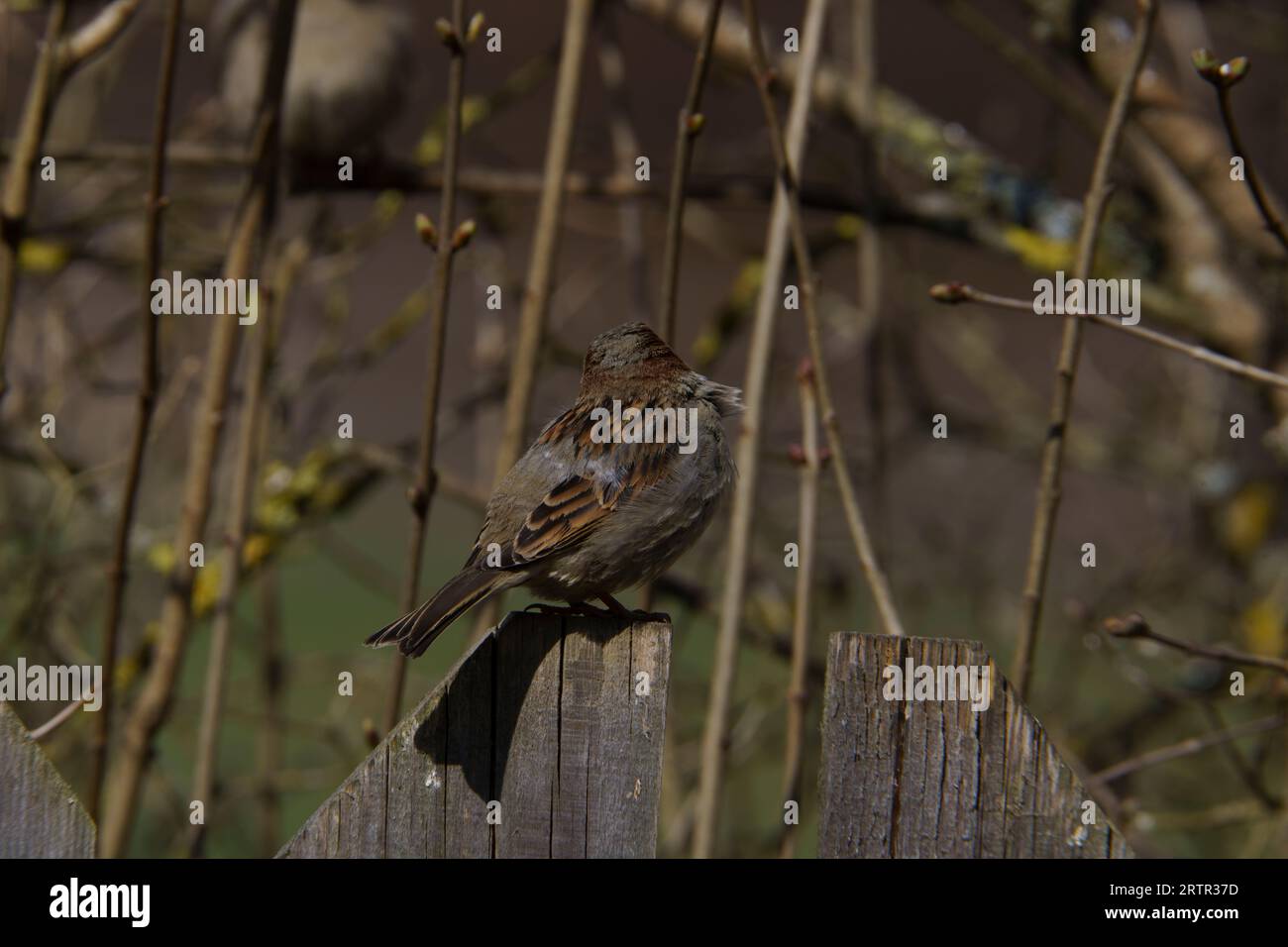 Gorgeous Passer domesticus Family Passeridae Genus Passer House sparrow ...