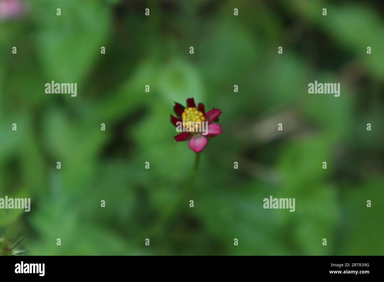 A blooming small purple Cosmos flower bud (Cosmos Caudatus) view with ...