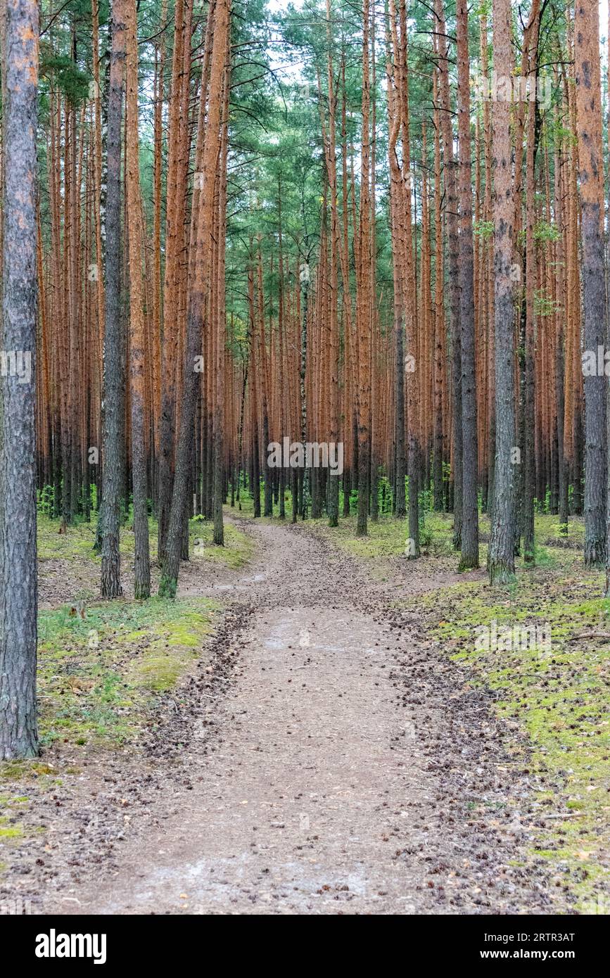 Perspective with a forest path going deep into a pine forest. The path ...