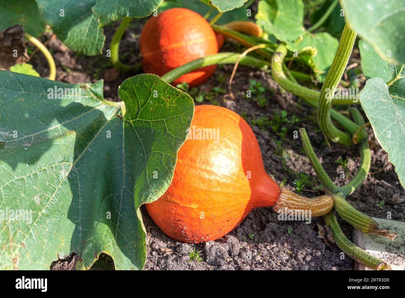 Orange pumpkins ripen in a vegetable patch under bright sunlight ...