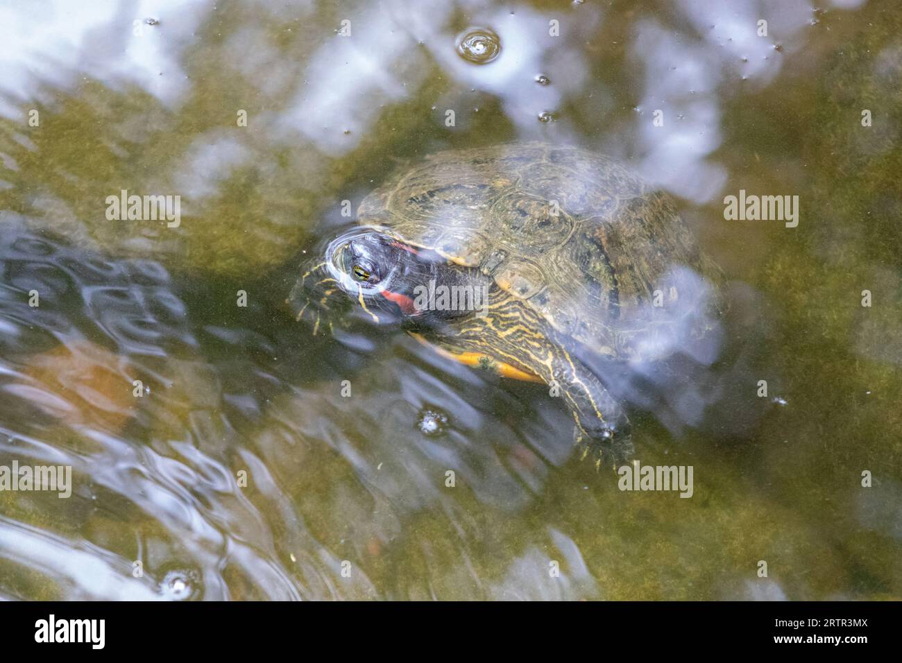 Alligator snapping turtles hi-res stock photography and images - Alamy