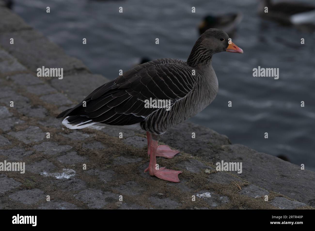 Anser anser Family Anatidae Genus Anser Greylag goose Graylag goose ...