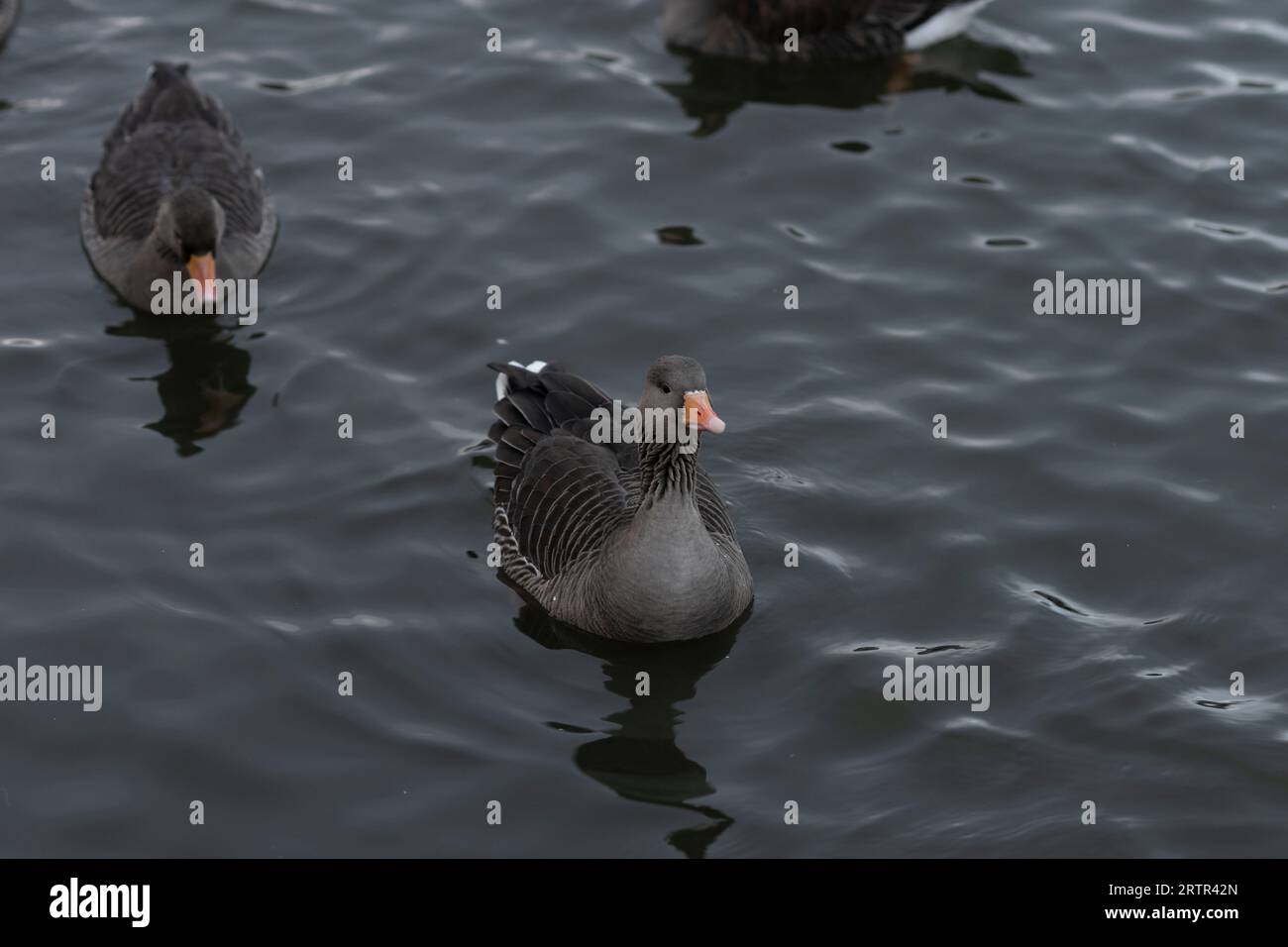 Anser anser Family Anatidae Genus Anser Greylag goose Graylag goose ...