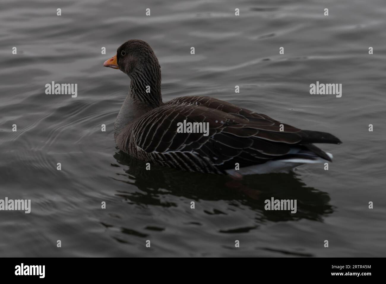 Anser anser Family Anatidae Genus Anser Greylag goose Graylag goose ...