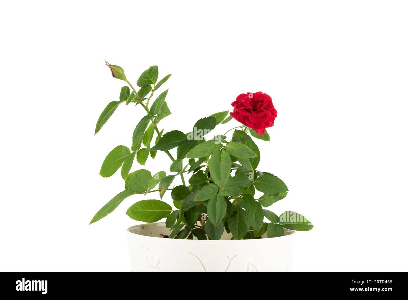 Indoor pot red rose hi-res stock photography and images - Alamy
