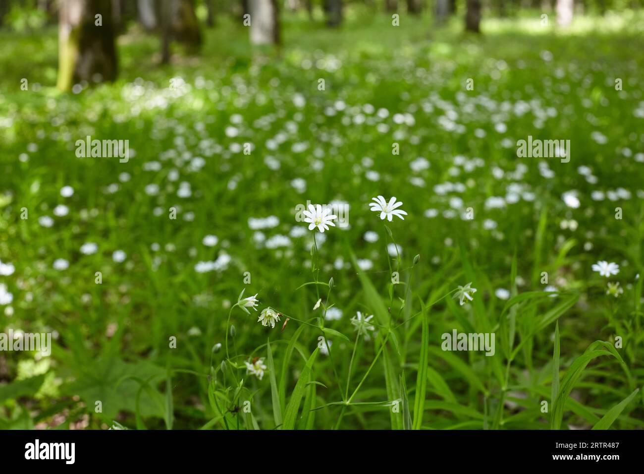 Common sorrel. A forest plant common in mixed forests Stock Photo - Alamy