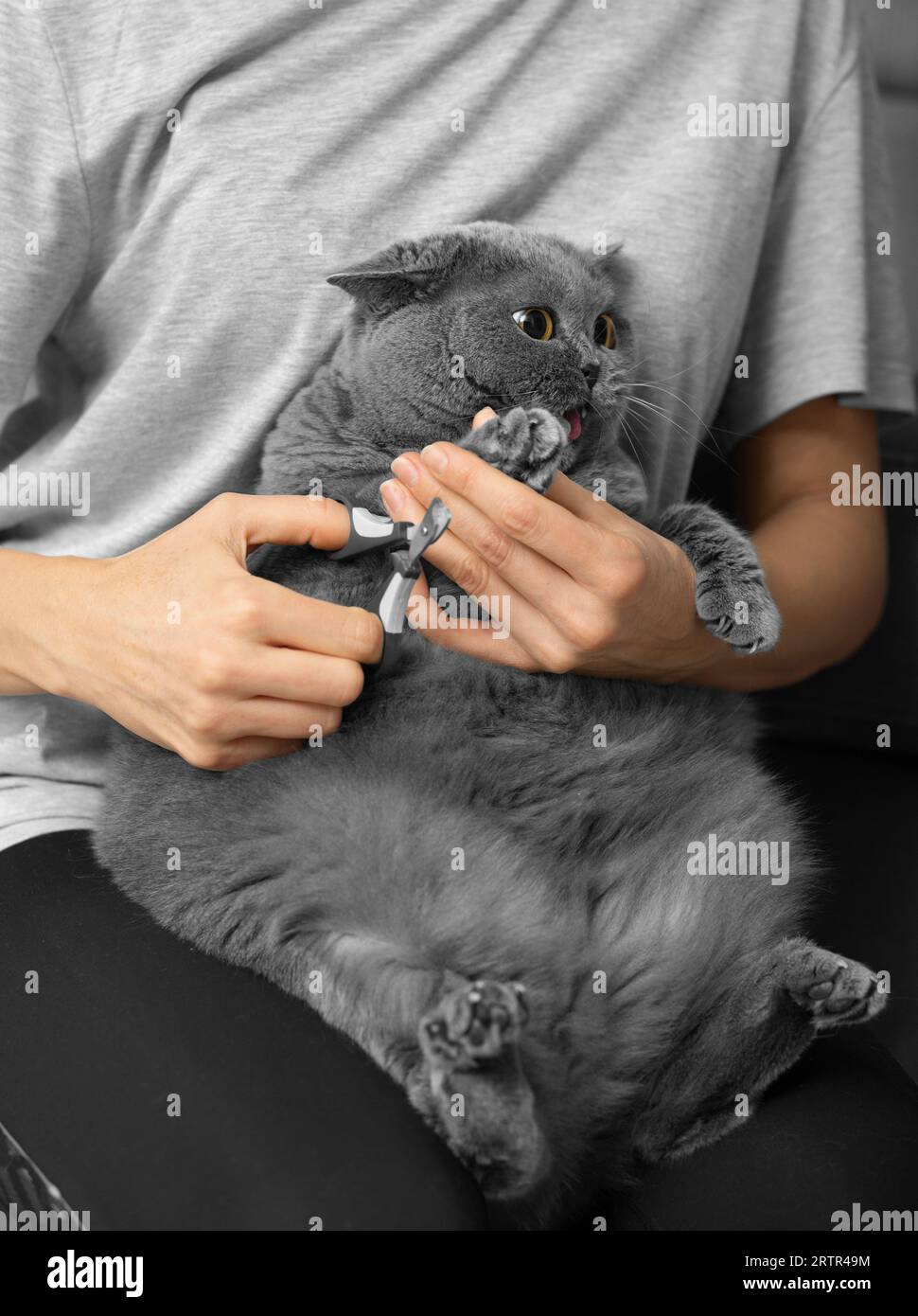 Cat nail trimming. The veterinarian trims the nails of a British breed ...