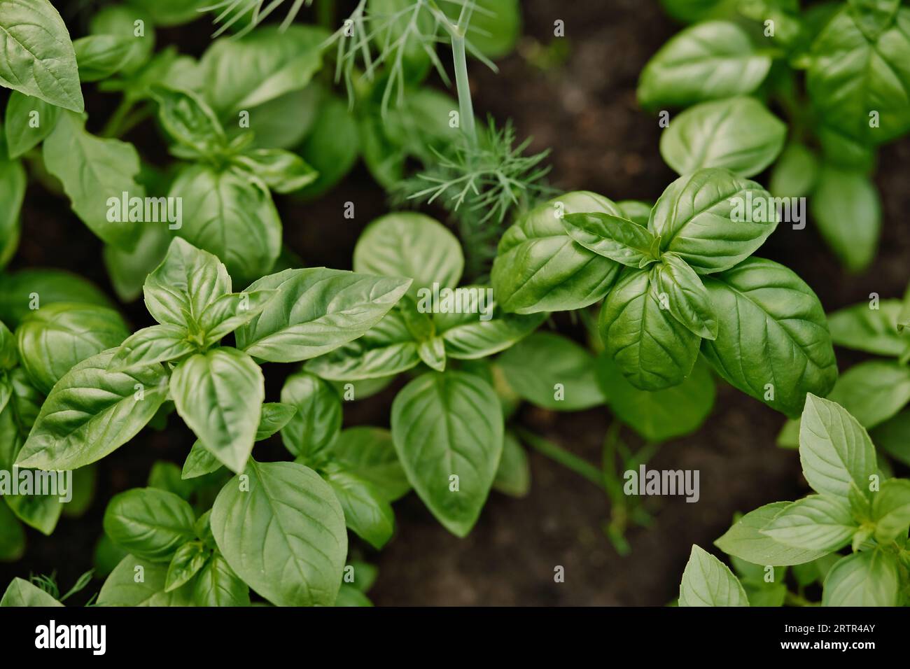 Close-up of young fresh basil in the ground. Ocimum basilicum in the ...