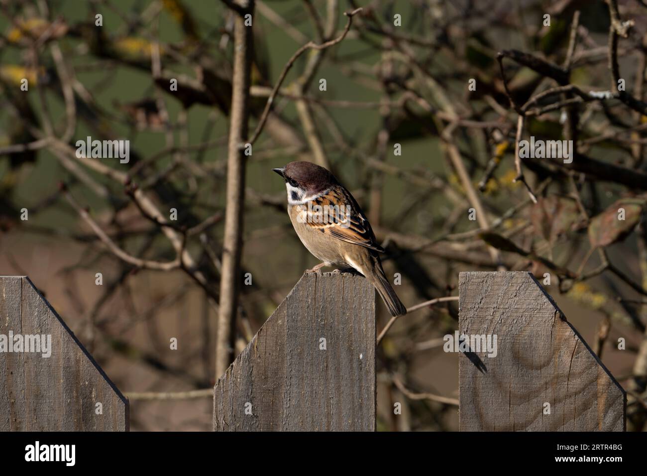 Passer montanus Family Passeridae Genus Passer Eurasian tree sparrow ...