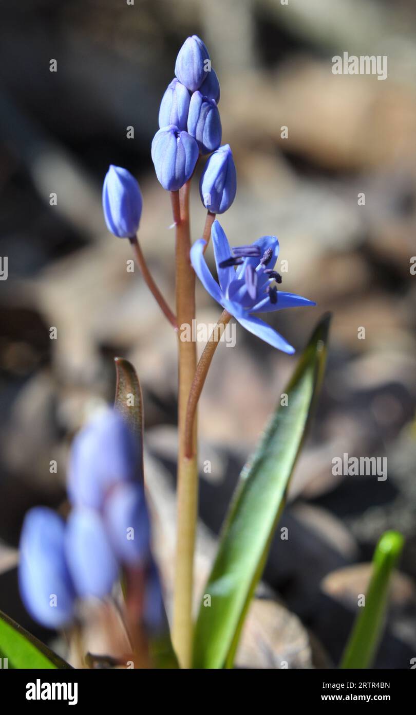 In the spring in the forest in the wild blooms snowdrop bifoliate ...