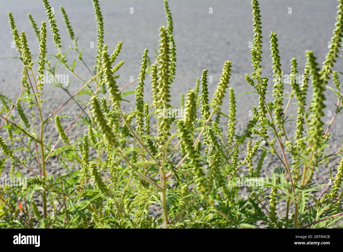 In summer, ragweed (Ambrosia artemisiifolia) grows in the wild Stock ...
