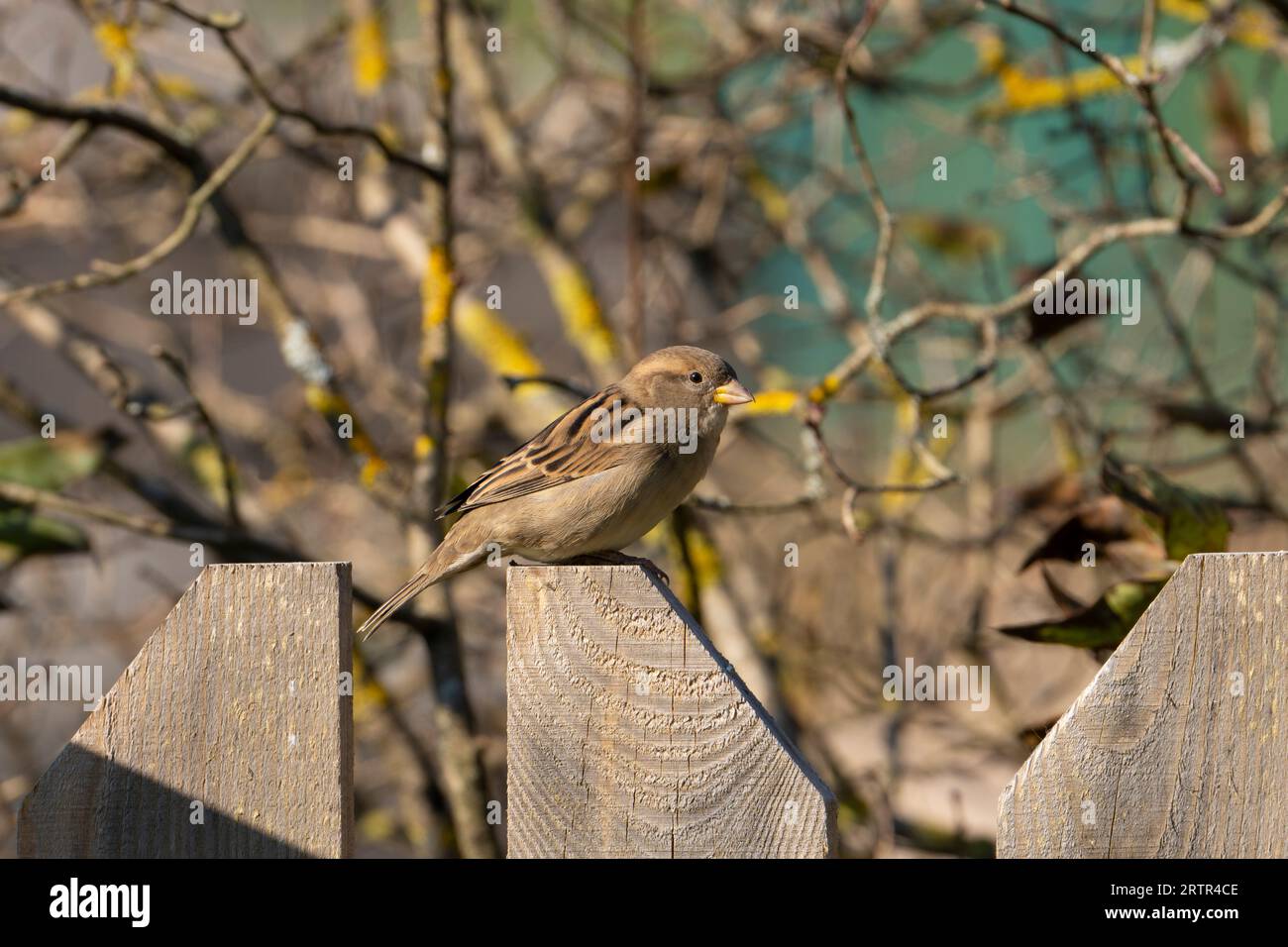Passer domesticus Family Passeridae Genus Passer House sparrow wild ...