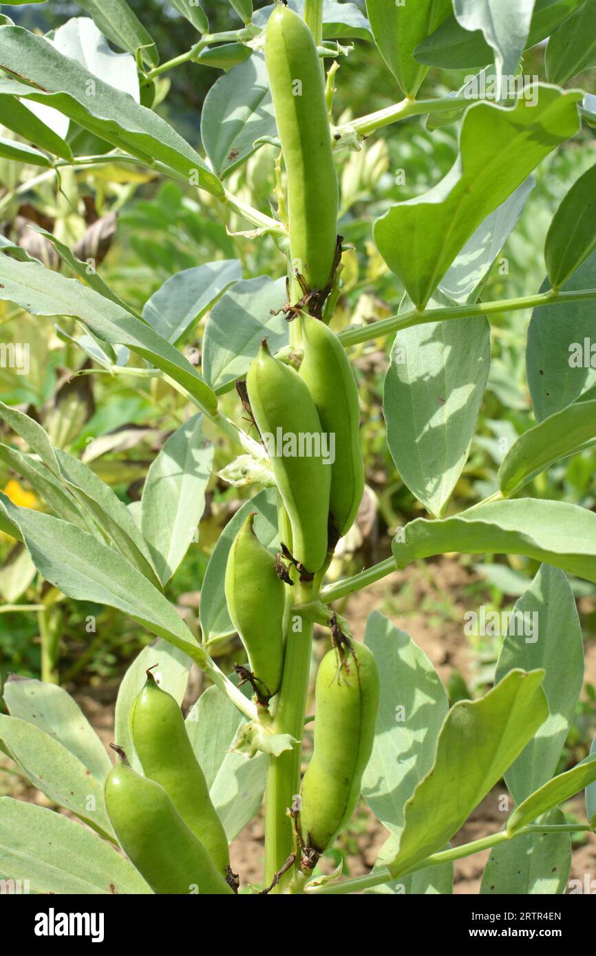 On the stem of the bean (Vicia faba) ripen green pods Stock Photo - Alamy