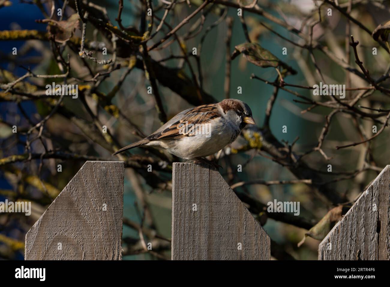 Passer domesticus Family Passeridae Genus Passer House sparrow wild ...