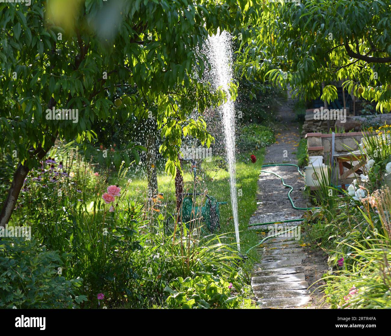 In summer, the garden works a sprinkler system irrigation Stock Photo ...