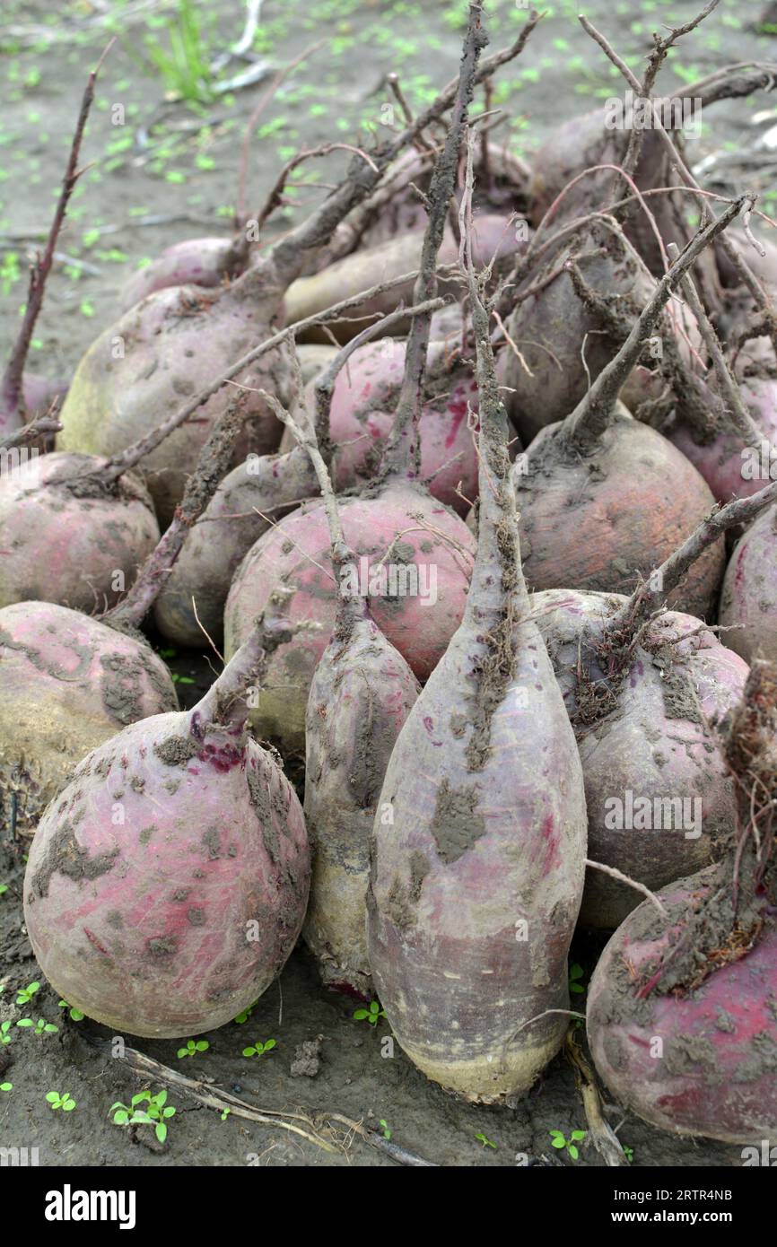 Pile food table hi-res stock photography and images - Alamy