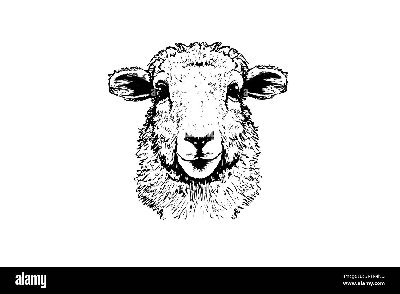 Cute sheep or lamb head engraving style vector illustration. Realistic ...
