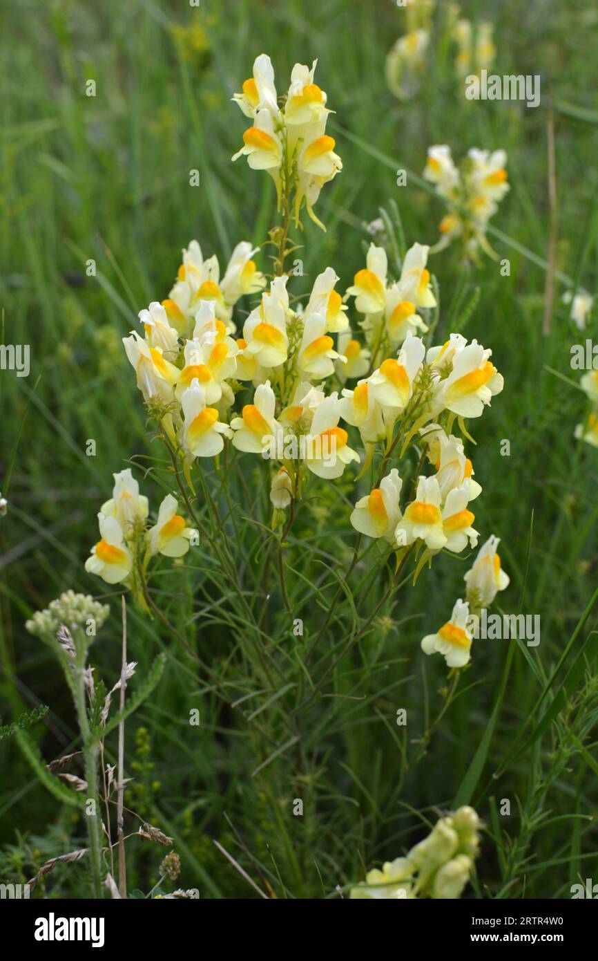Linaria vulgaris blooms in the wild among grasses Stock Photo - Alamy
