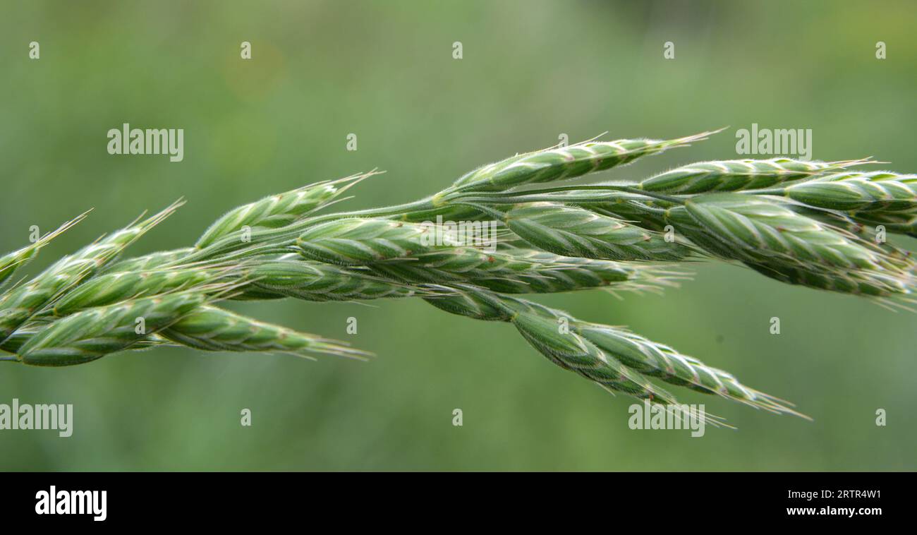 Bromus (grass) grows in the pasture among wild meadow grasses Stock ...