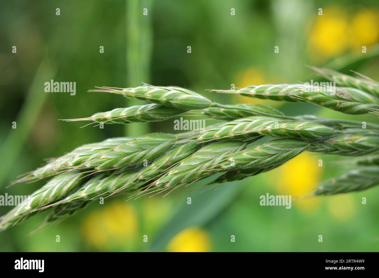 Bromus (grass) grows in the pasture among wild meadow grasses Stock ...