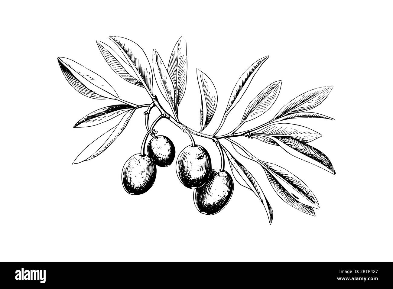 Olive oil collage Black and White Stock Photos & Images - Alamy