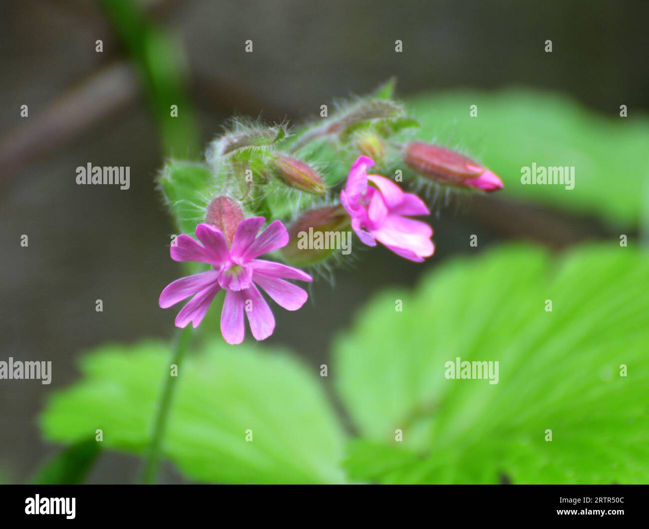 Silene latifolia leaf hi-res stock photography and images - Alamy