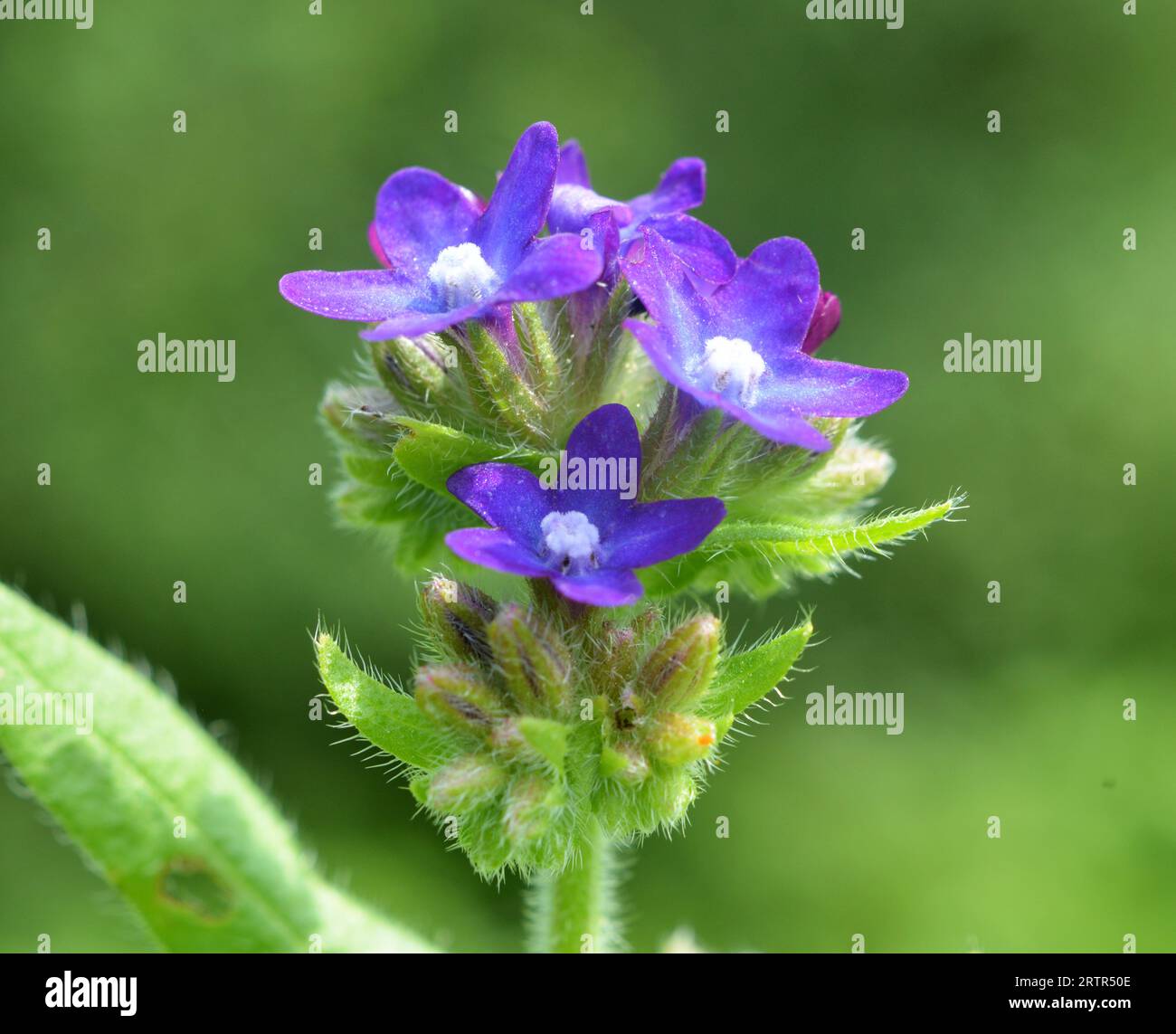 Anchusa arvensis hi-res stock photography and images - Alamy